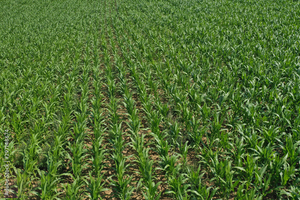 Rows Of Crops Aerial