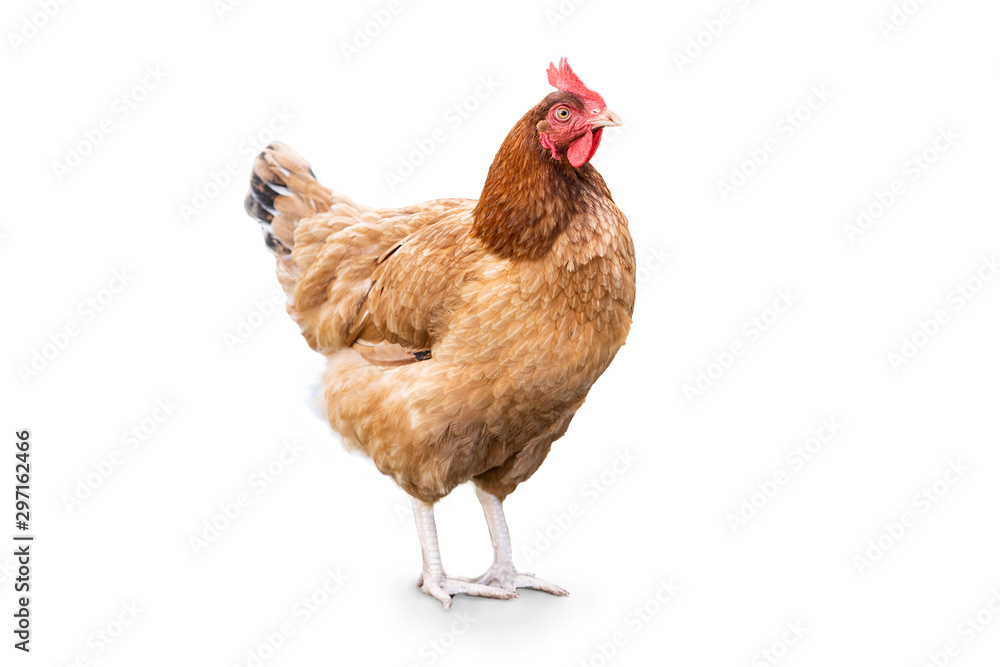Isolated hen on a white background. Free range chicken. Happy Hen The ...