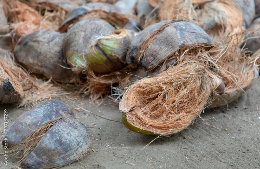 Coconut husk / Coir is the fibrous husk and pithy dust that makes up ...