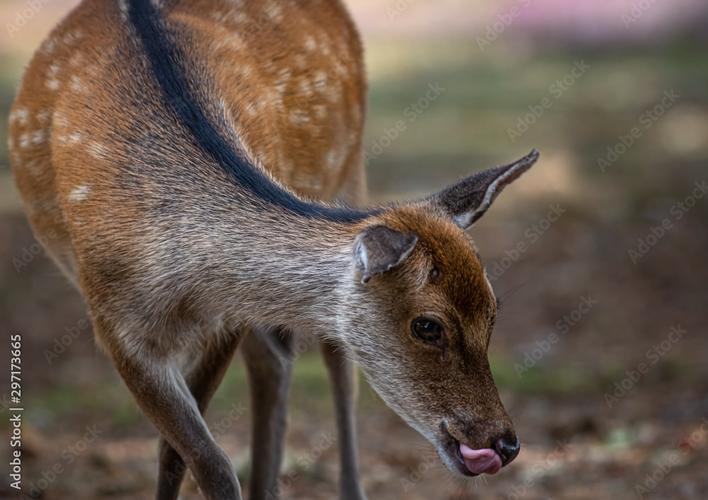 Sika Deer Doe