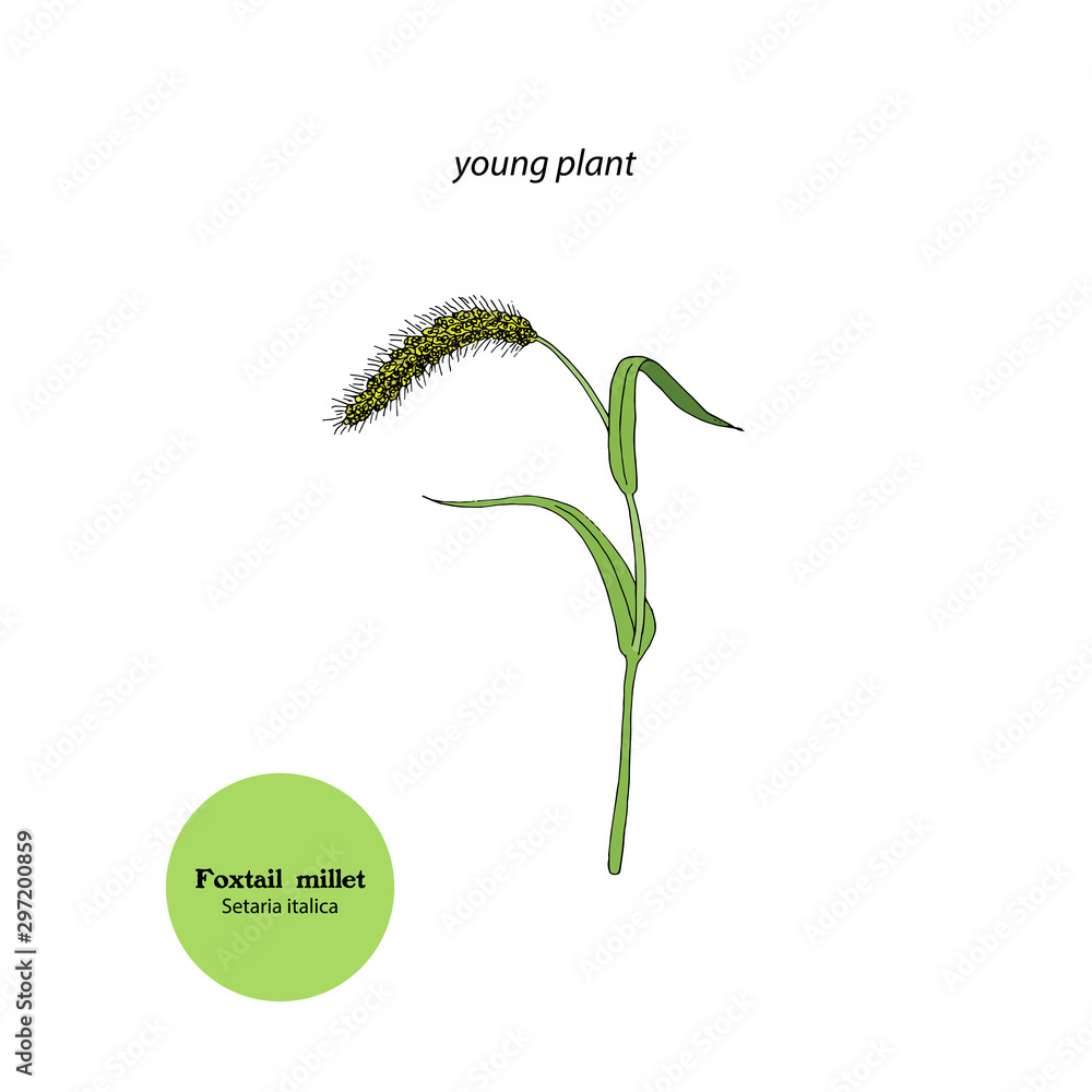 Hand drawing of Setaria italica, Foxtail millet, plant for forage and ...