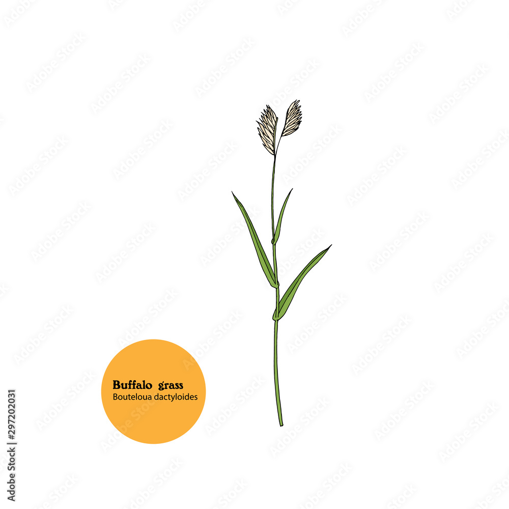 Hand drawing of plant Buffalo grass, Bouteloua dactyloides, for forage ...