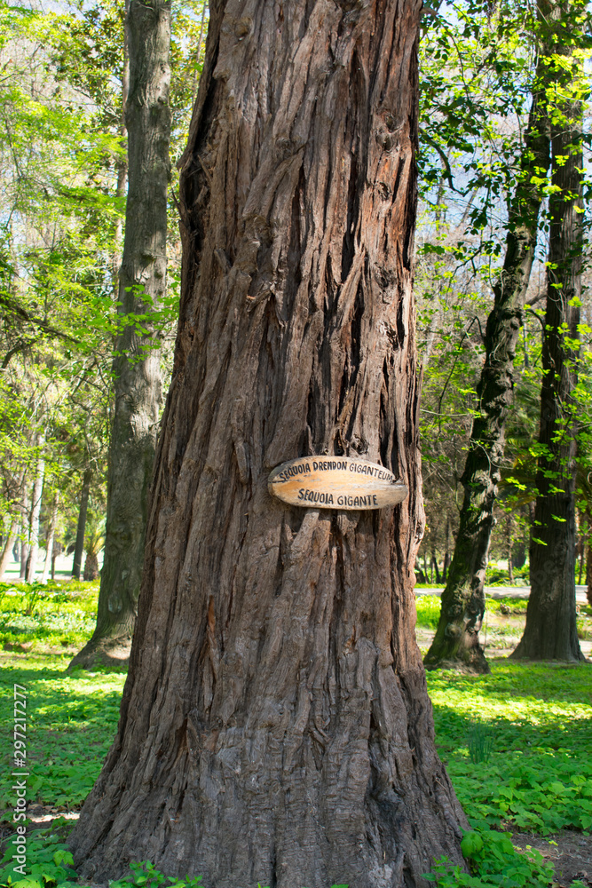 Sequoia Drendon Gigante - Historic Trees in Santa Rita Winery Stock ...
