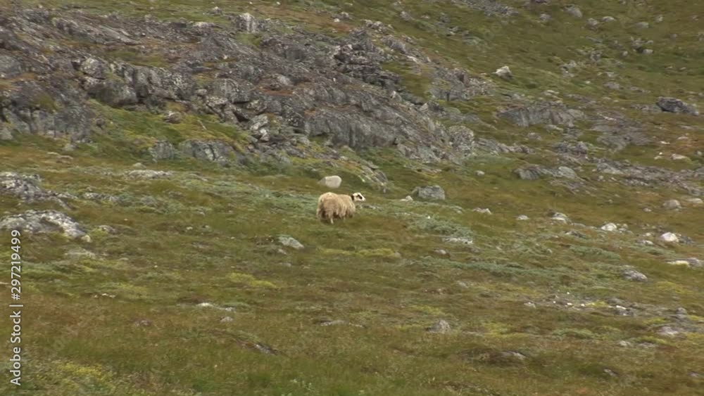 Arsuk, village in Greenland. Sheep in Arsuk out in the nature. filmed ...