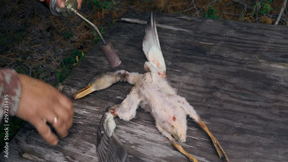 Vidéo Stock duck burned from feathers with a gas burner. Chuck plucking ...