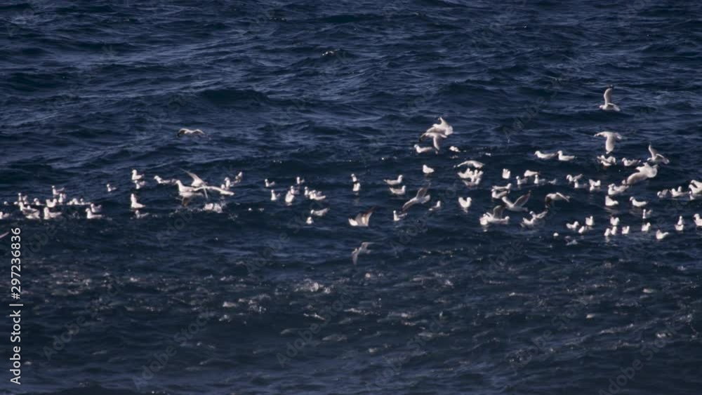 A large school Australian Salmon attack smaller baitfish from below the ...