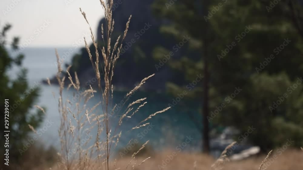 Wild Grass Sway Beautiful Mediterranean Coast In Aegian Dodecanese ...