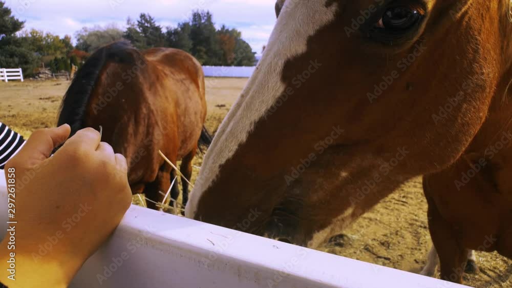This clip is up close as a woman or man feeds a horse some hay. The ...