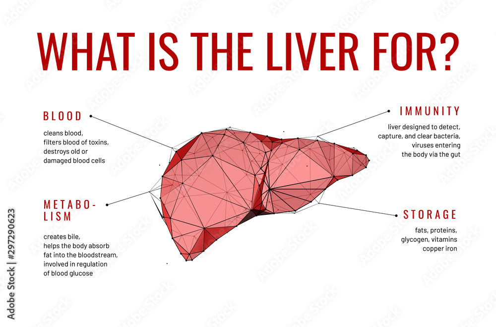 Liver facts low poly wireframe banner template Stock Vector | Adobe Stock