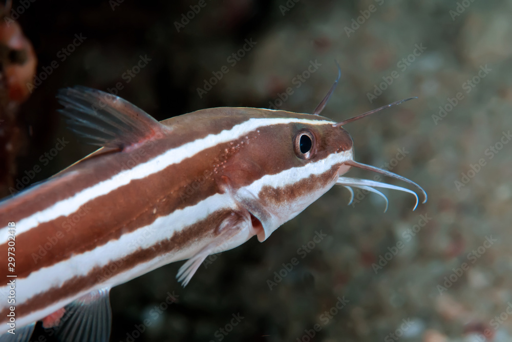Philippine Catfish