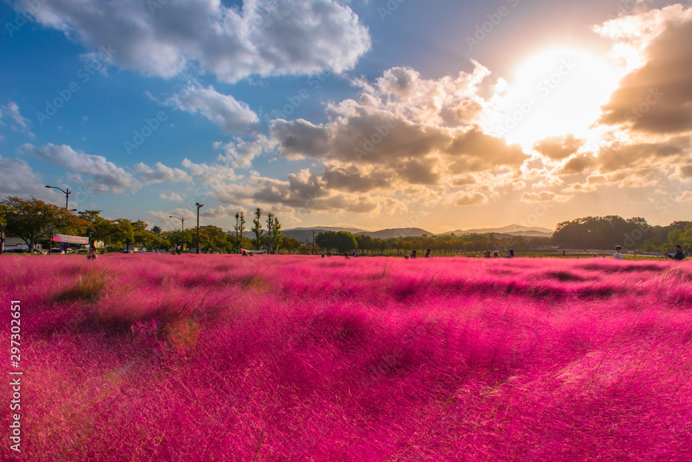 Pink meadows in Samseongdae Park in Gyeongju, South Korea ng Dae ...