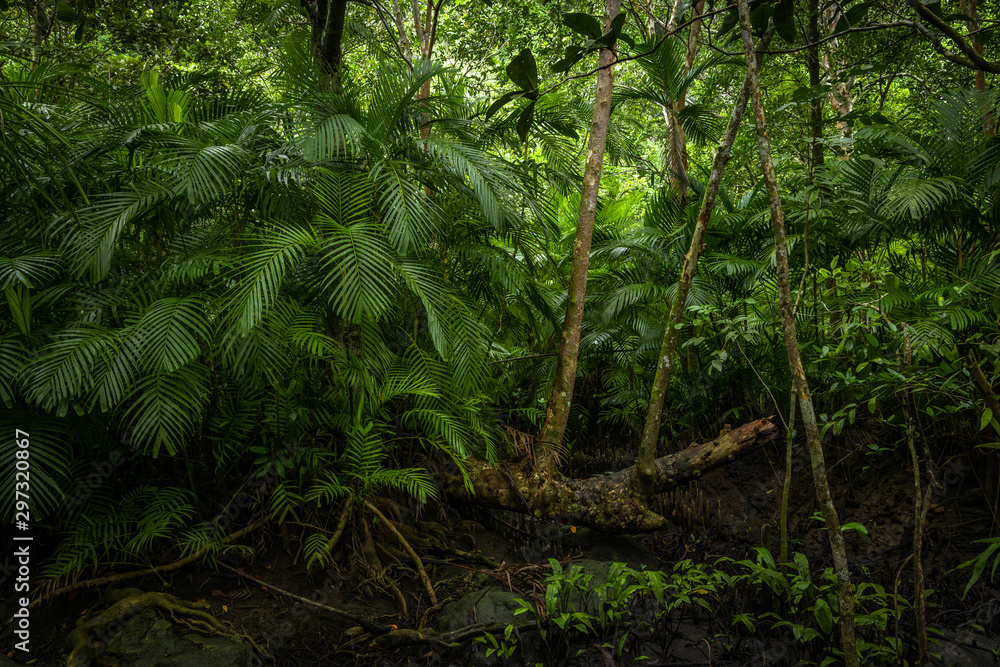 Tropical jungle, Tropical rainforest with different trees. Stock Photo ...