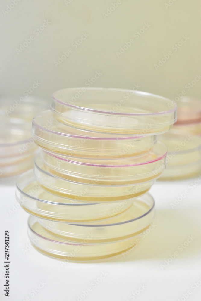 Colonies of bacteria growth on agar plate medium in microbiology ...