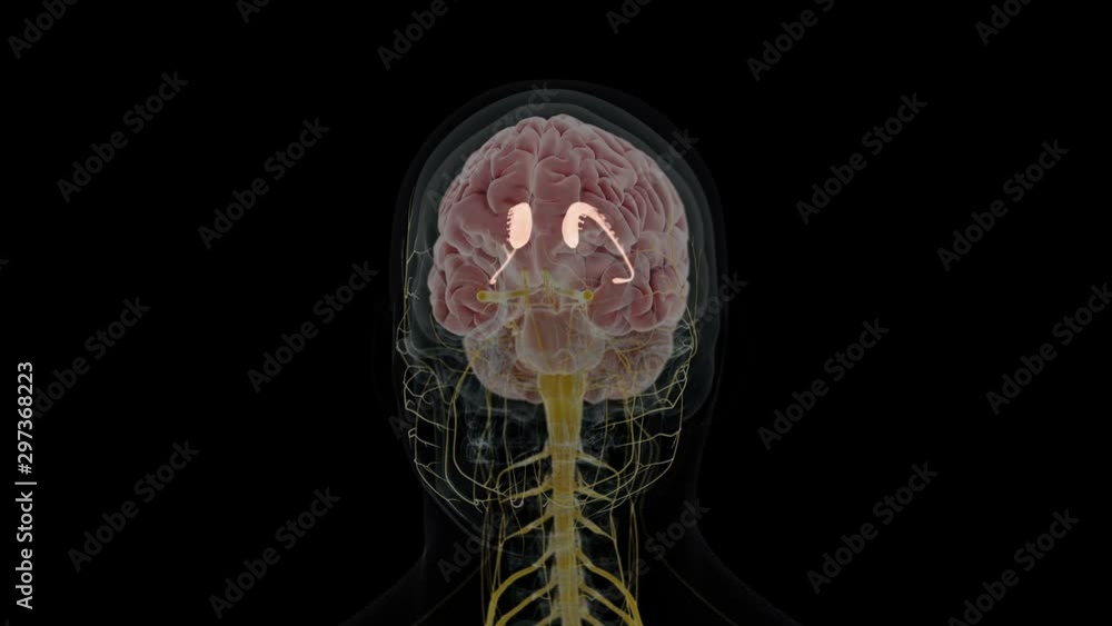 Human brain showing the caudate nucleus rotating against a black ...