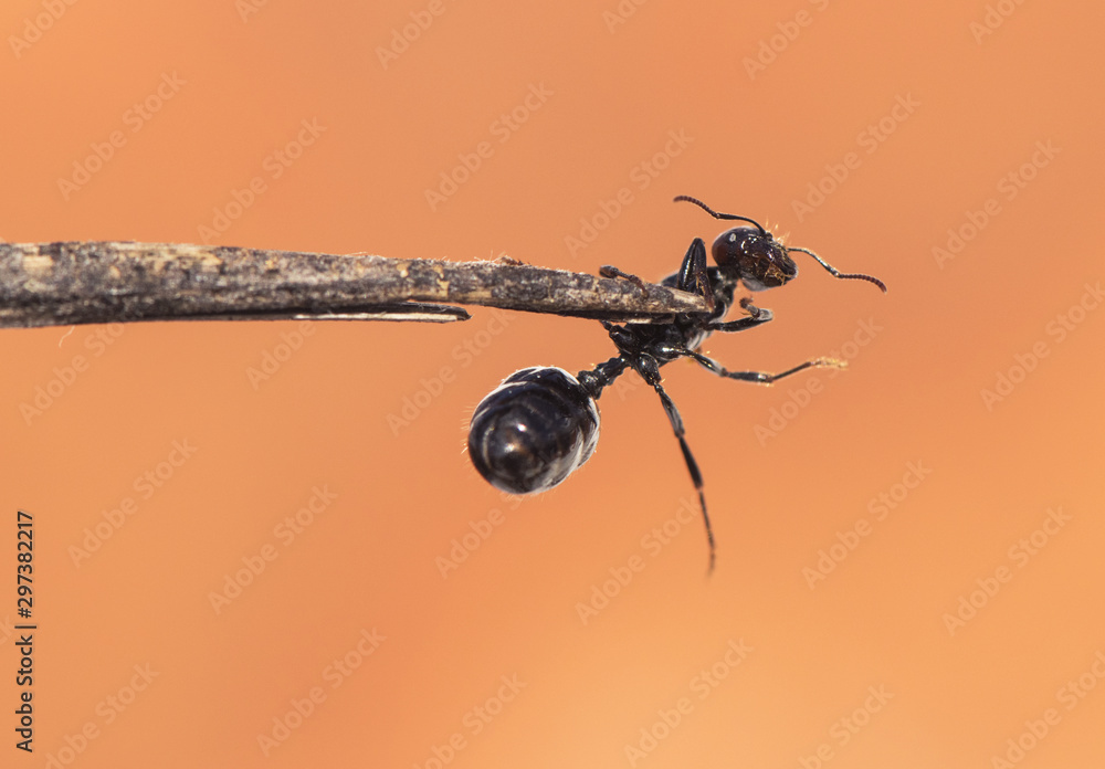 Winged ants usually emerge from the anthill after periods of rain ...