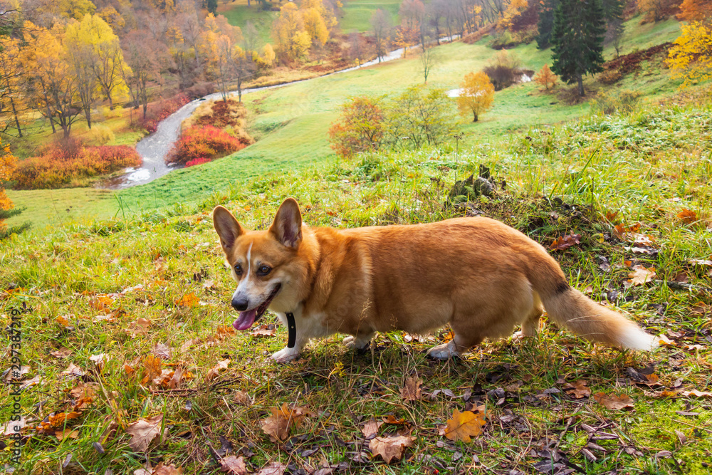 Welsh corgi pembroke boy posing. Stunning autumn view from the mountain ...