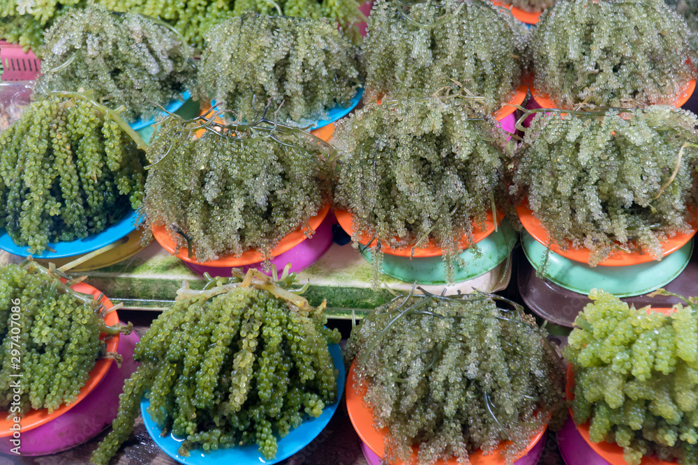 Close-up of freshly harvested green seaweed in portions on plates sold ...