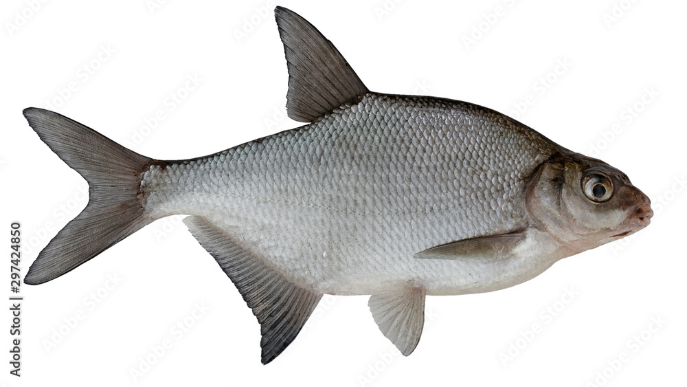 Freshwater fish isolated on white background closeup. The common ...