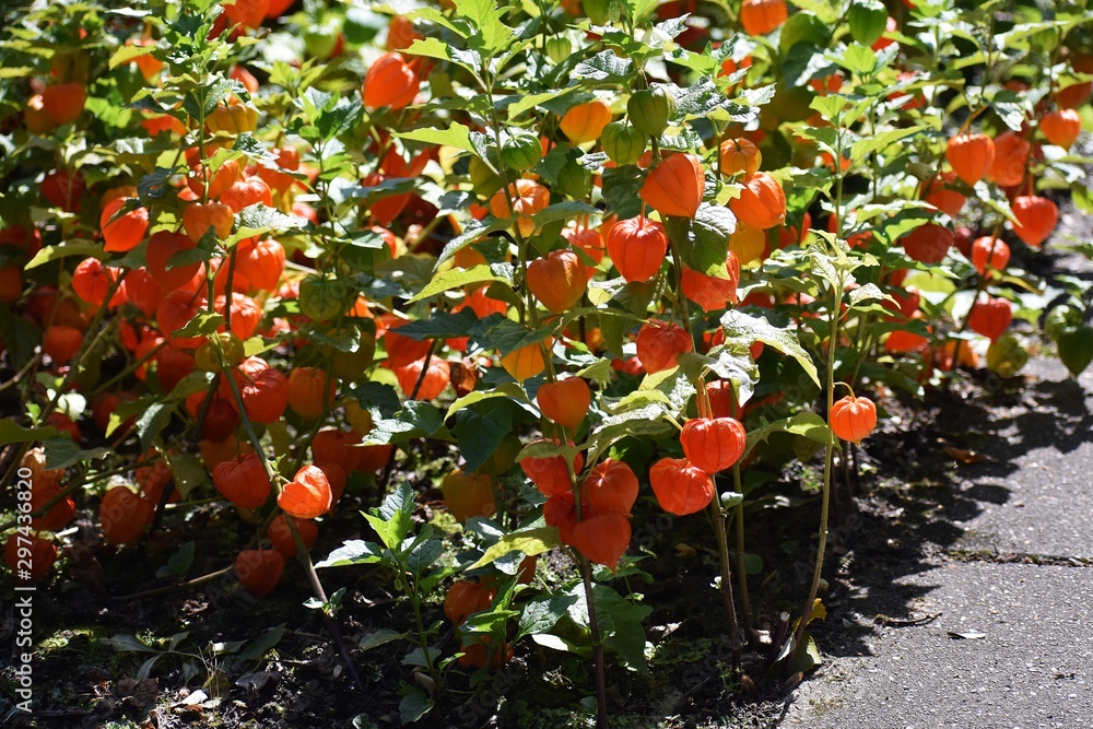 Physalis Alkekengi Franchetii (bladder cherry, Chinese lantern ...