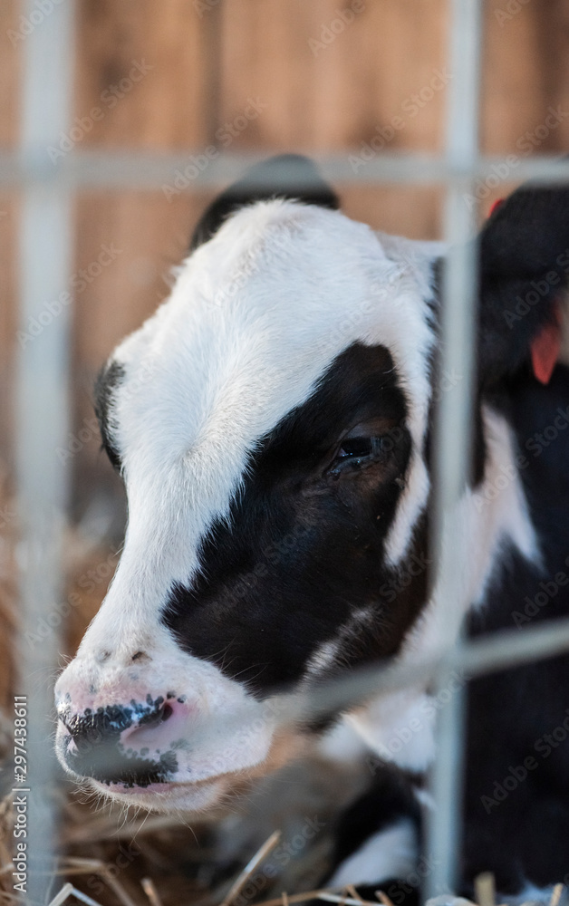 baby cow in pen, calf behind bars of kennel, young farm animal with ear ...