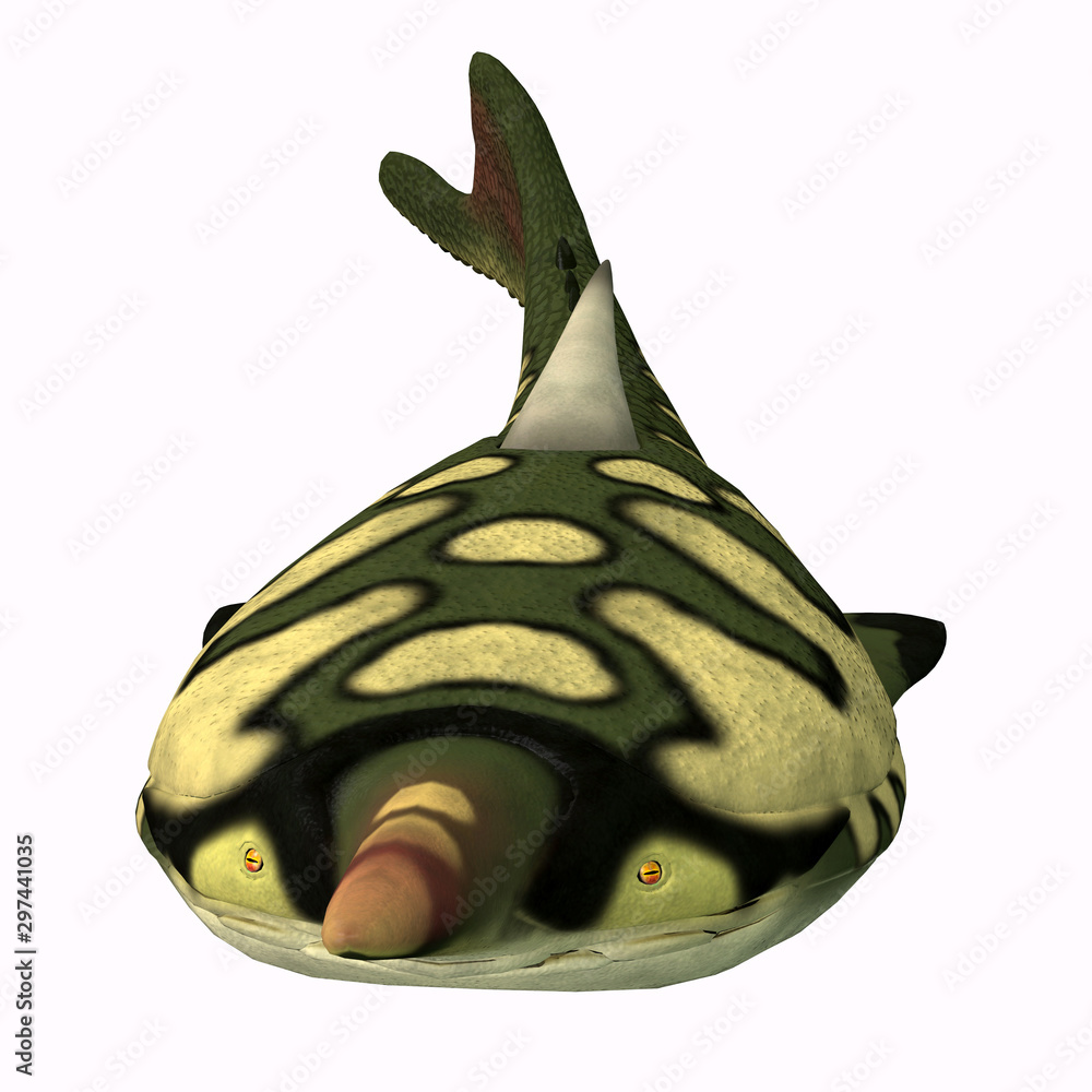 Pteraspis Fish Head - Pteraspis was a carnivorous marine fish that was ...