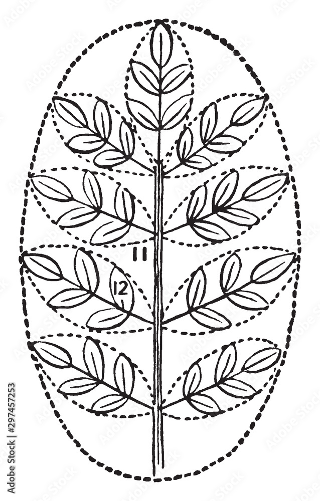 Compound Leaf Drawing