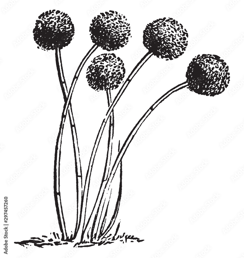 Aspergillus Glaucus vintage illustration. Stock Vector | Adobe Stock