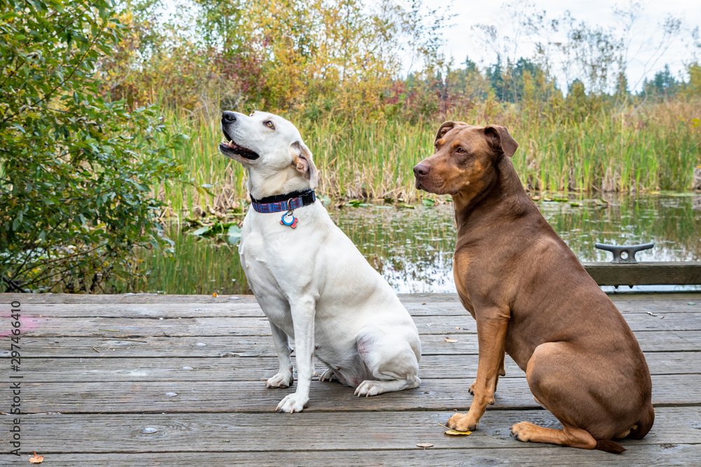 Can A Labrador Retriever And A Doberman Pinscher Be Friends
