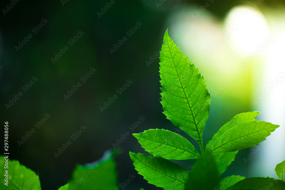 Close-up Green nature leaf landscape with copy spaces using as ...