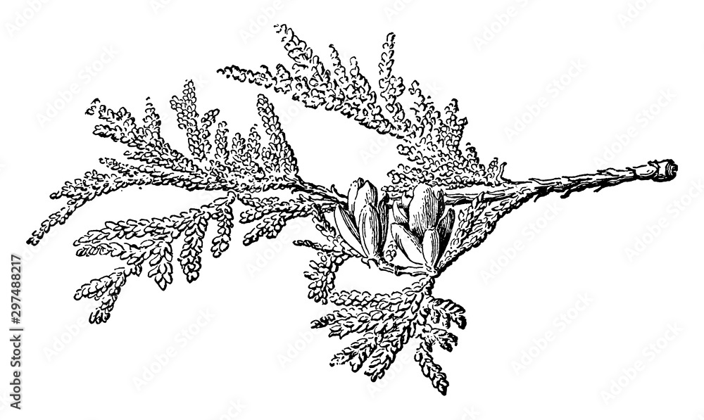 Thuja Occidentalis vintage illustration. Stock Vector | Adobe Stock