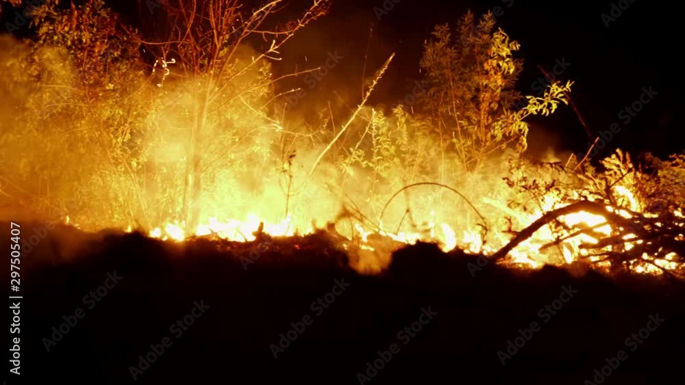 Forest fire. Fire destroys trees and forest animals. Fires in the ...