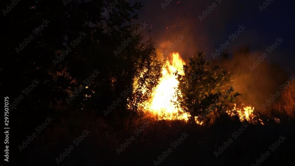 Forest fire. Fire destroys trees and forest animals. Fires in the ...