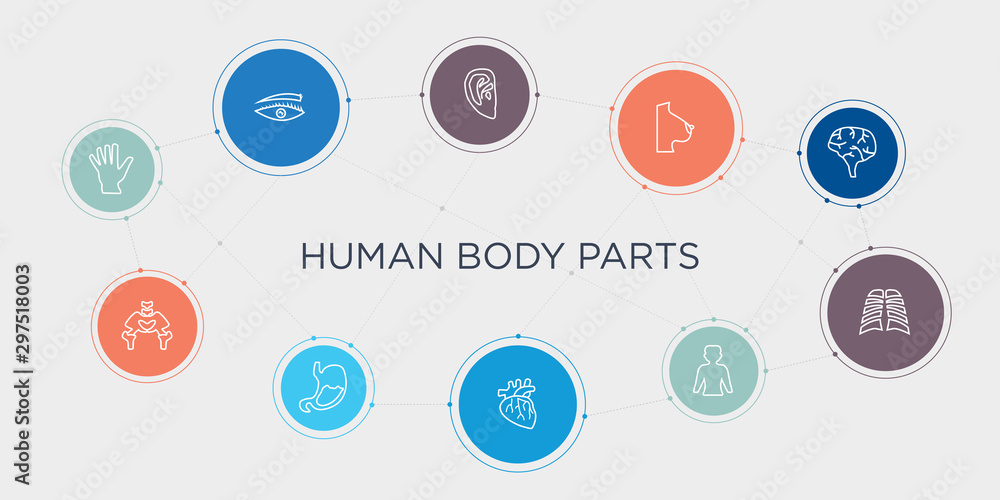 human body parts 10 stroke points round design. hand showing palm, hip ...