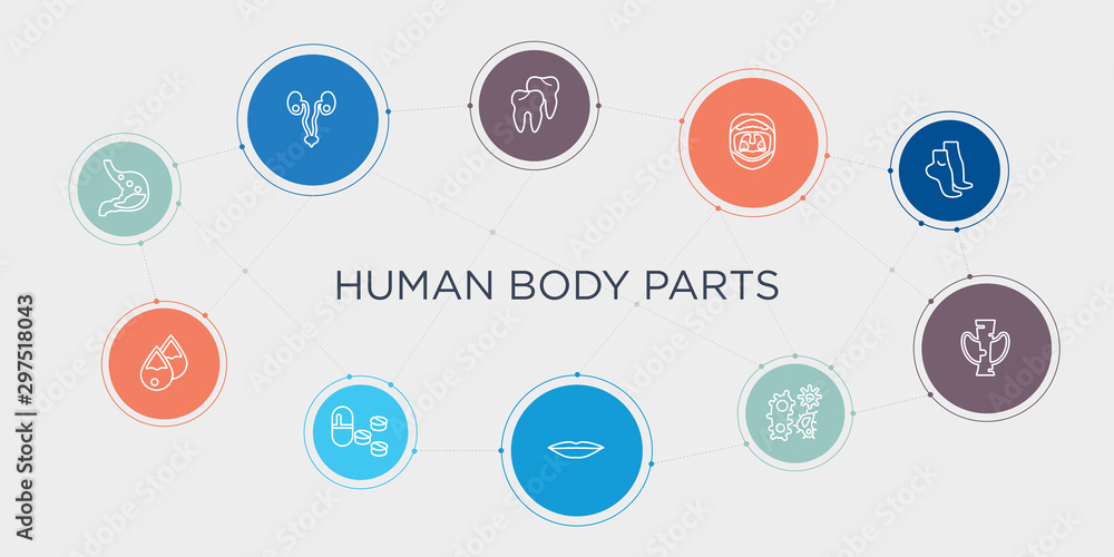 human body parts 10 stroke points round design. stomach with liquids ...