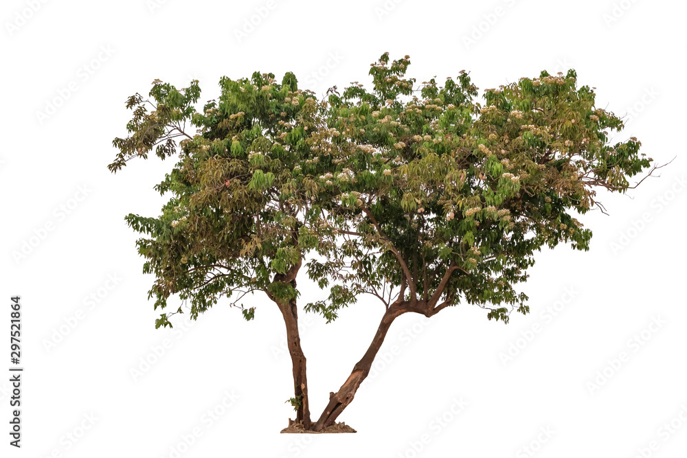 Tree dicut at isolated on white background, Tree for design (Devil tree ...