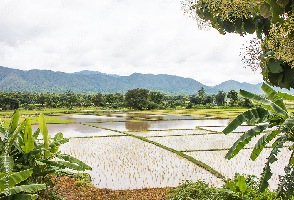 The scenery of rice fields in the countryside. Image of Rice Planting ...