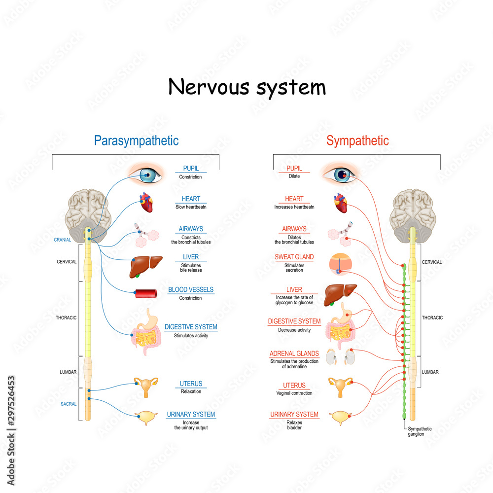 Sympathetic And Parasympathetic Nervous System Difference Stock