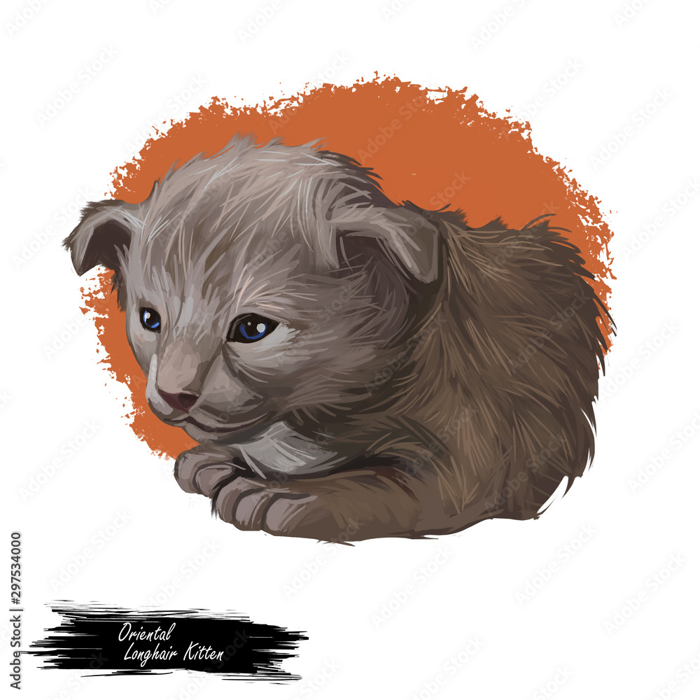 Oriental longhair kitten digital art illustration. Isolated watercolor ...