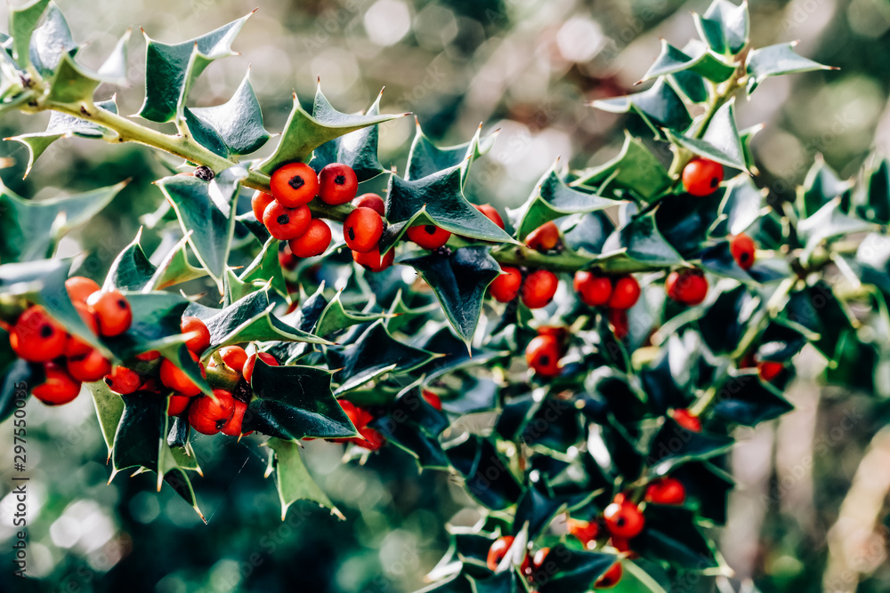 Beautifully lit branches of holly with red berries Stock Photo | Adobe ...