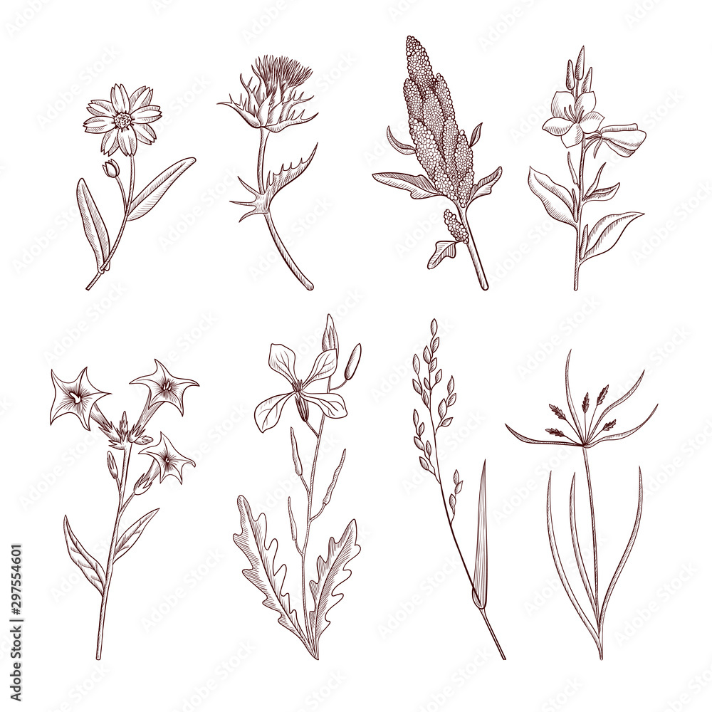 vector drawing plants Stock Vector | Adobe Stock