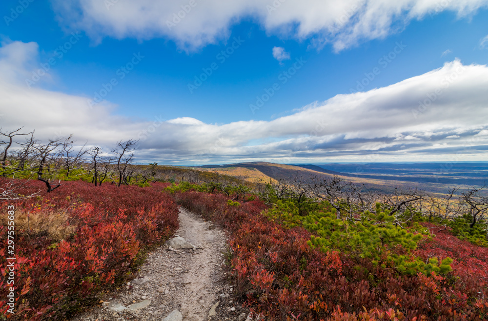 Miles of huckleberry bushes develop a crimson red color during fall ...