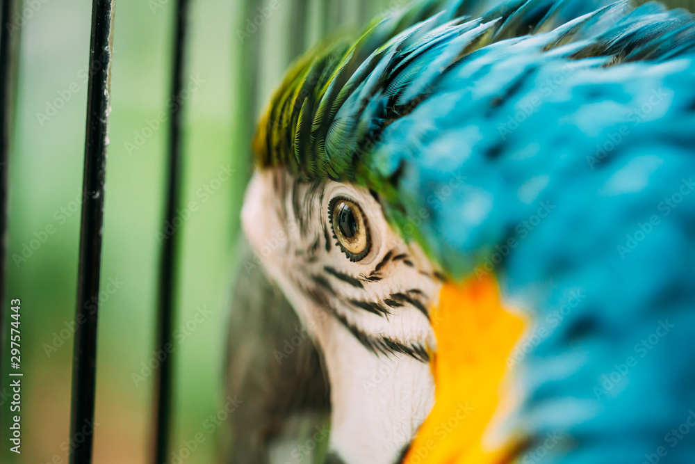 Eye Of Blue-and-yellow Macaw Also Known As The Blue-and-gold Macaw In ...