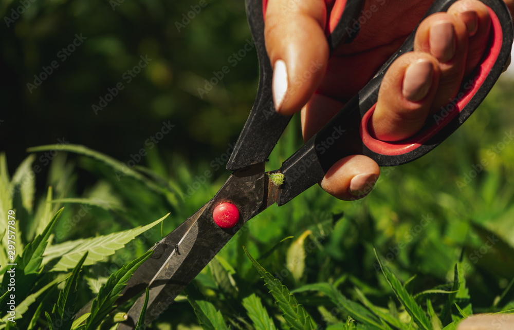 Cultivation of cannabis indica, close-up on using scissors to trim ...