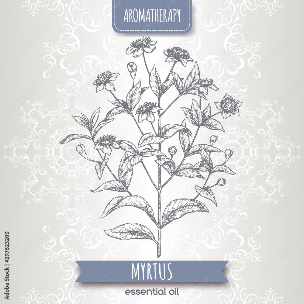 Common myrtle aka Myrtus communis sketch on elegant lace background ...