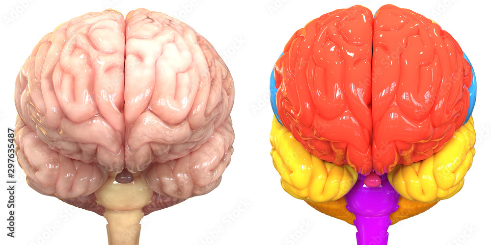 Central Organ of Human Nervous System Brain Anatomy Anterior View Stock Illustration | Adobe Stock