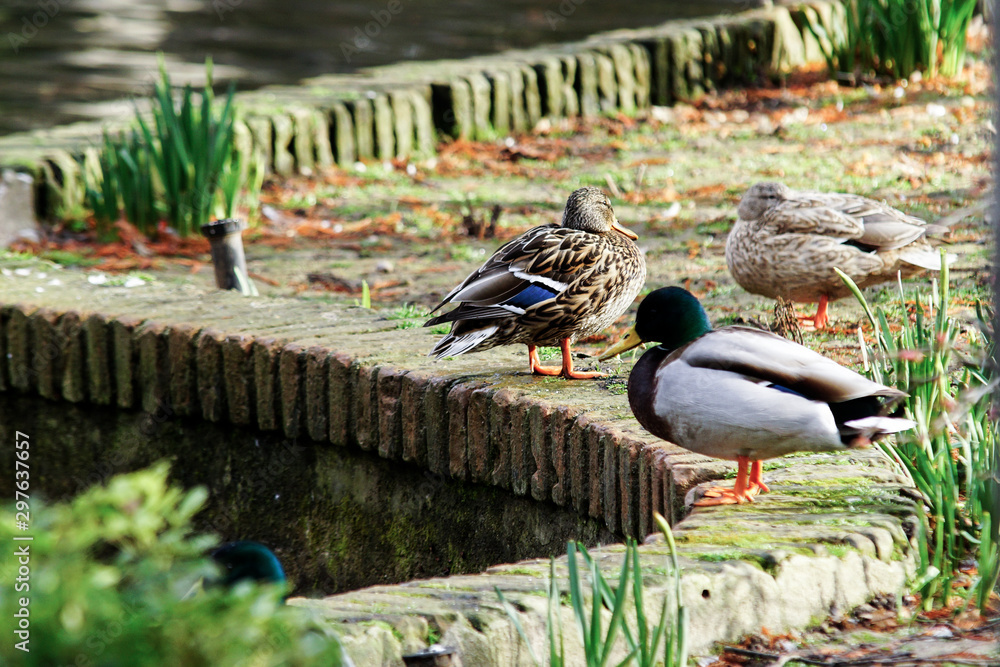 Patos sobre el muro de un estanque de agua en un parque Stock Photo ...