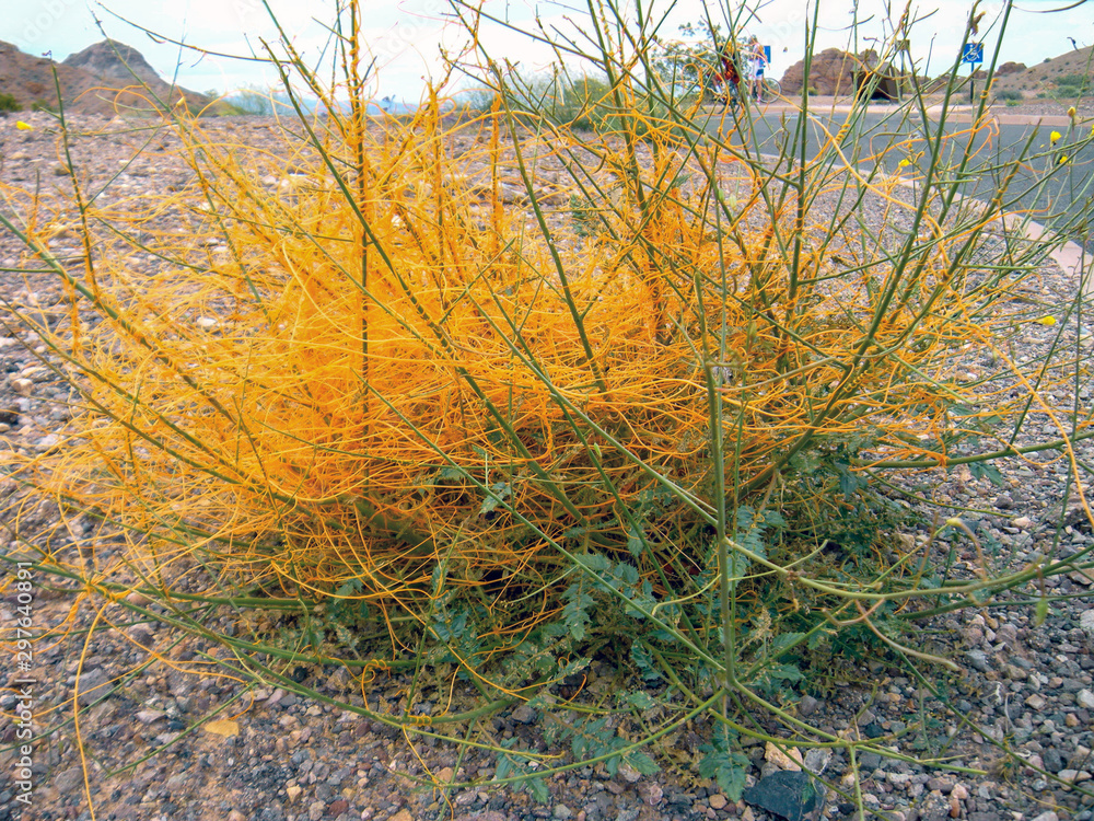 Cuscuta, commonly known as dodder, a parasitic vine known to strangle ...