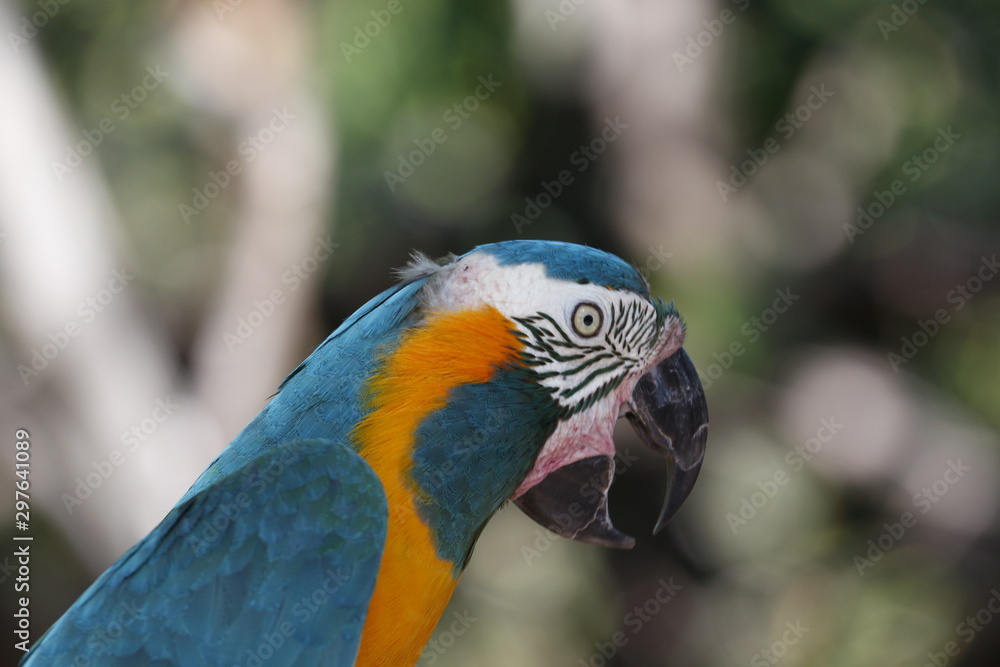 An extremely rare Blue-throated Macaw, Ara glaucogularis, from north ...