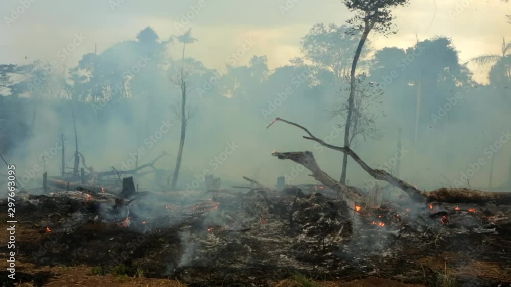 Amazon rainforest trees on fire with smoke in illegal deforestation to ...