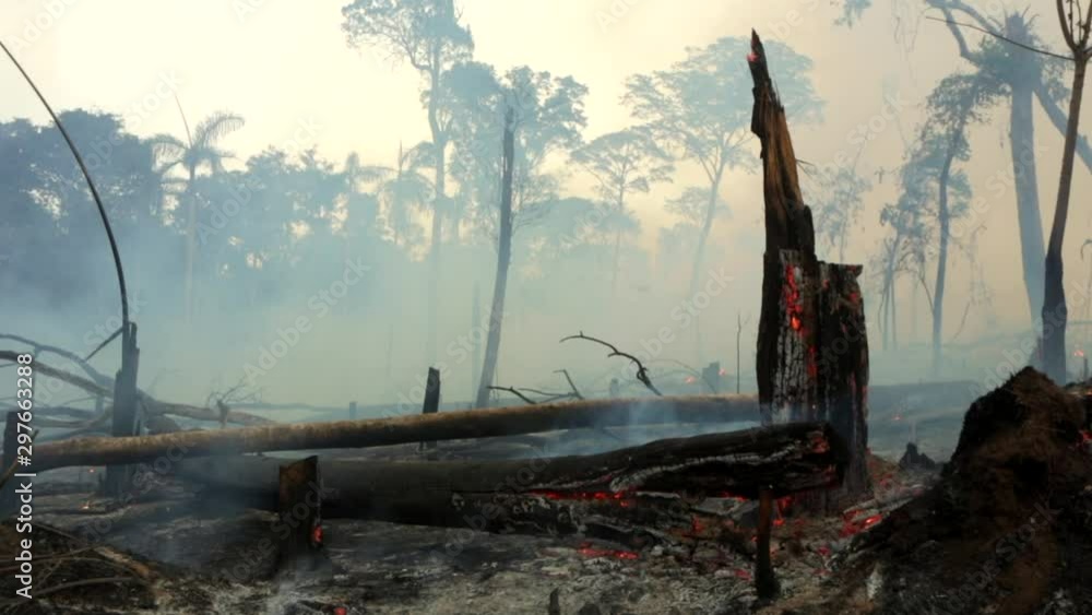 Amazon rainforest trees on fire with smoke in illegal deforestation to ...